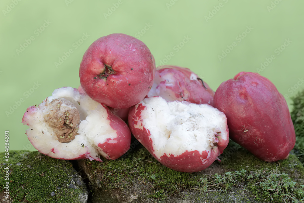 A bunch of pink Malay apples that fell to the ground in the wind. This ...