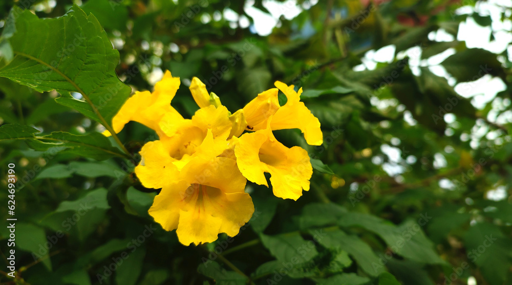 Tekomaria (Tecoma capensis). Tecomaria ornamental plants are usually ...