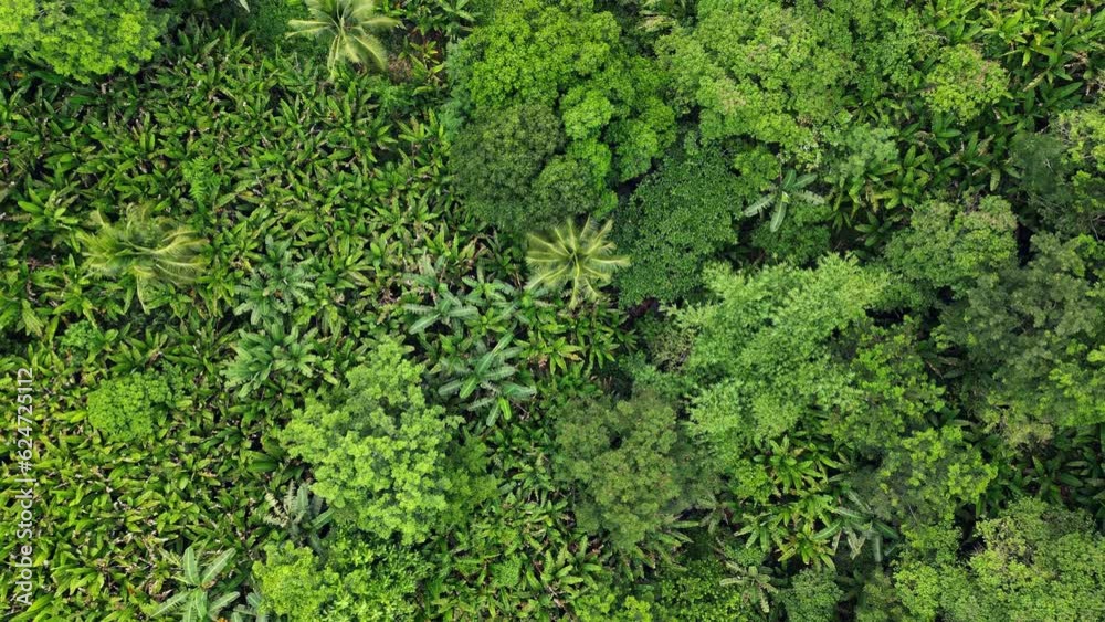 Breathtaking top down aerial view of dense, tropical rainforest with ...