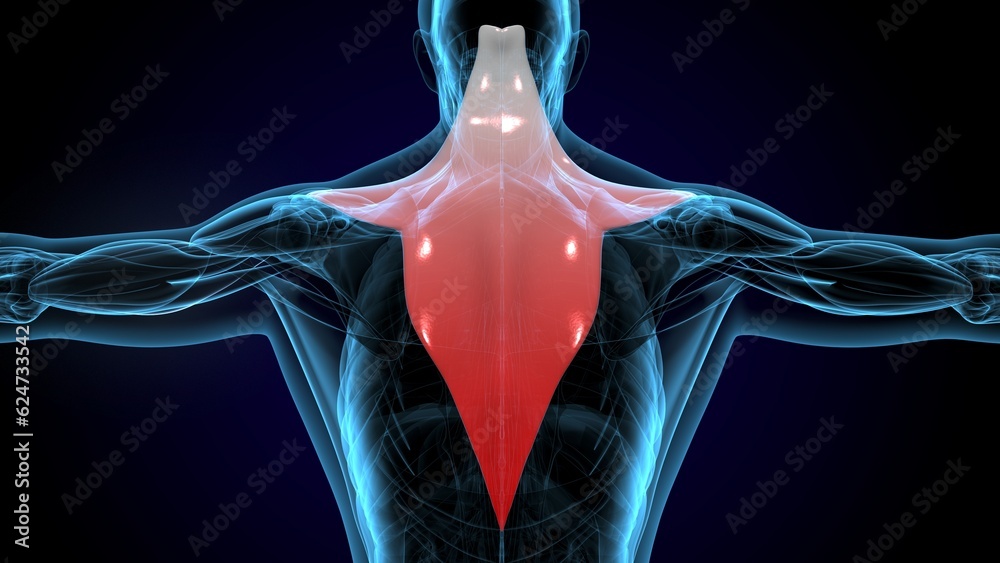 Poster Trapezius Muscle anatomy . 3D illustration – Wall Art | UkPosters