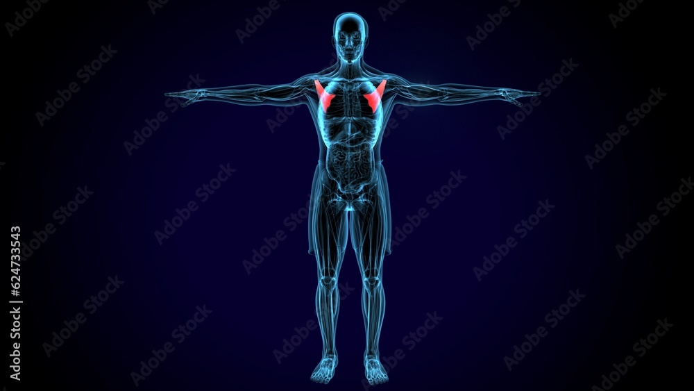 Trapezius Muscle anatomy . 3D illustration Stock Illustration | Adobe Stock