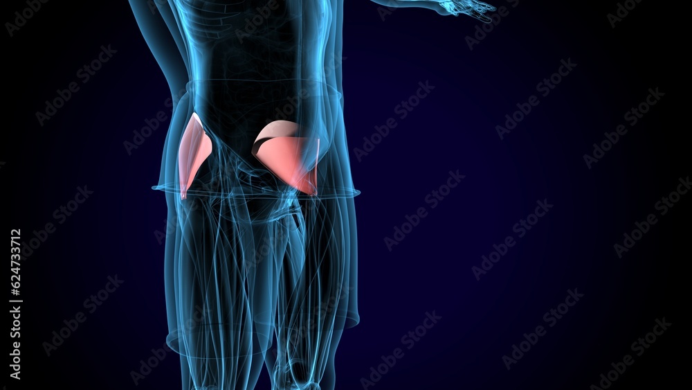 Poster human gluteus maximus muscle anatomy system. 3d illustration ...