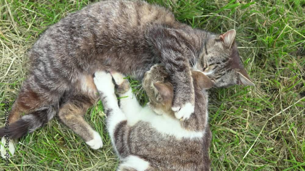 Two cats loving each other - cat loves. Beautiful couple of cats who ...