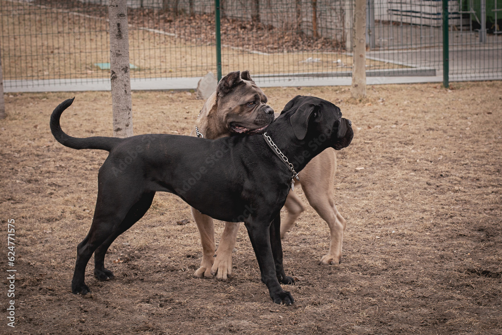 frame in motion. Two Cane Corsos are playing outdoors. Large dog breeds ...