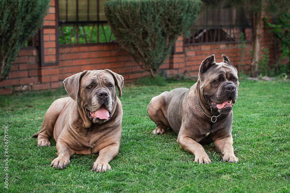 Cane Corso portrait. Two Cane Corso lie outdoors. Large dog breeds ...