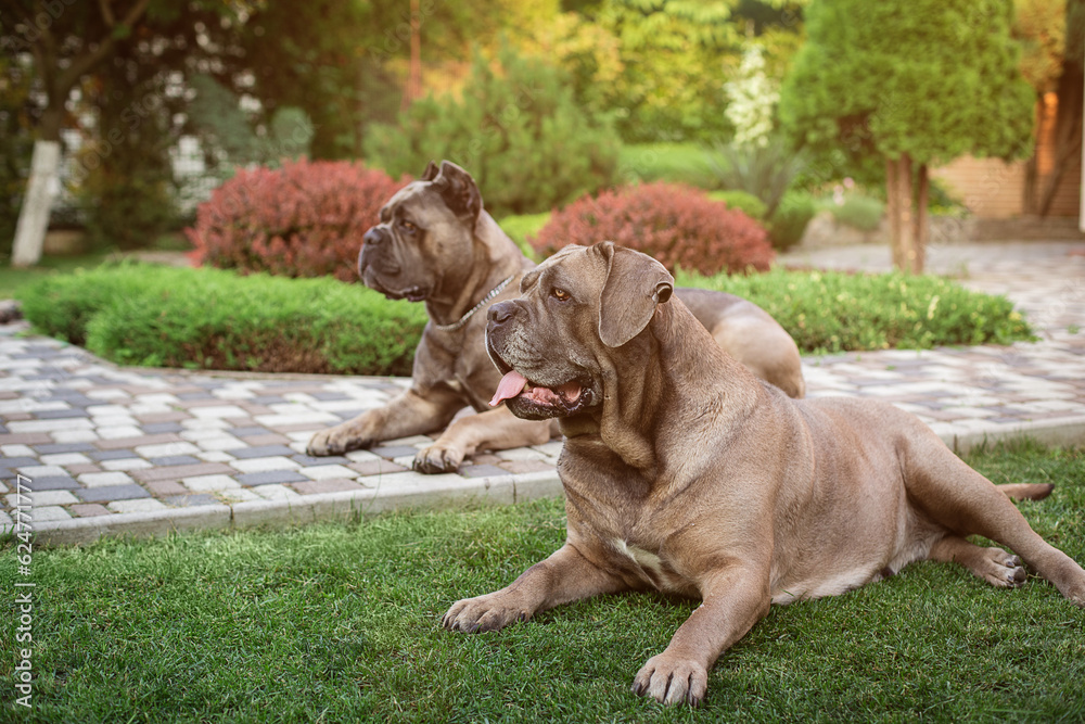 Cane Corso portrait. Two Cane Corso lie outdoors. Large dog breeds ...