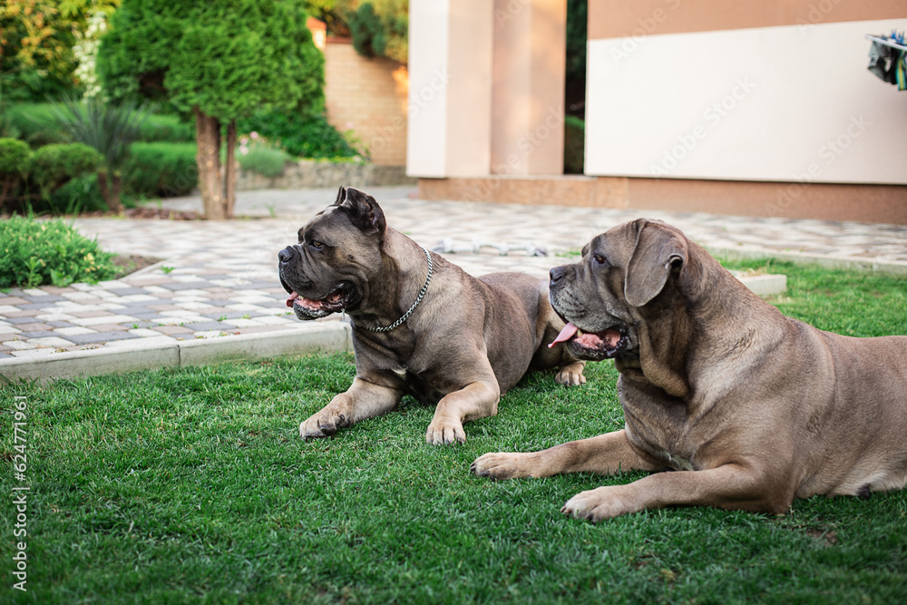 Cane Corso portrait. Two Cane Corso lie outdoors. Large dog breeds ...