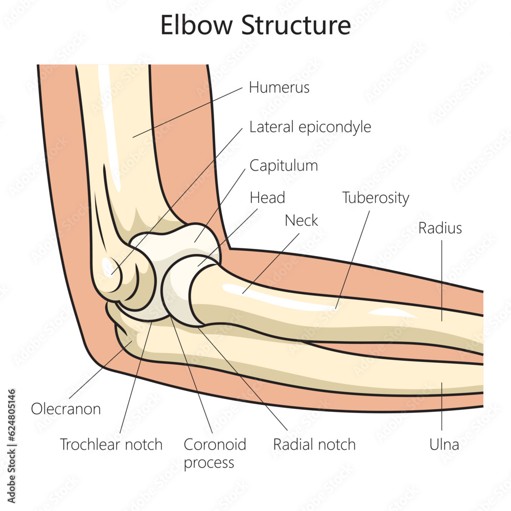 Póster Anatomy structure of the human elbow diagram schematic vector ...