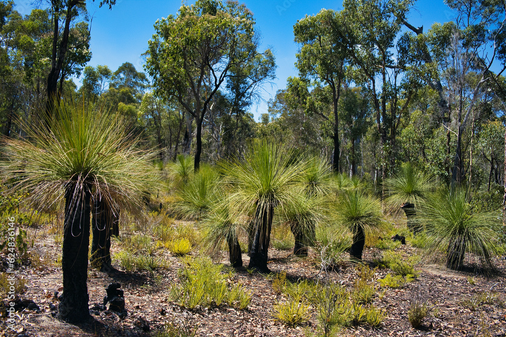 Grass trees (Xanthorrhoea) with black trunks in native forest with ...