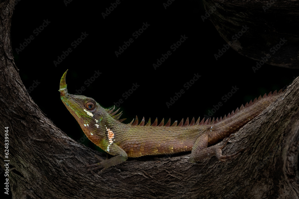 Pinocchio Lizard or Anolis proboscis, commonly known as the Horned ...