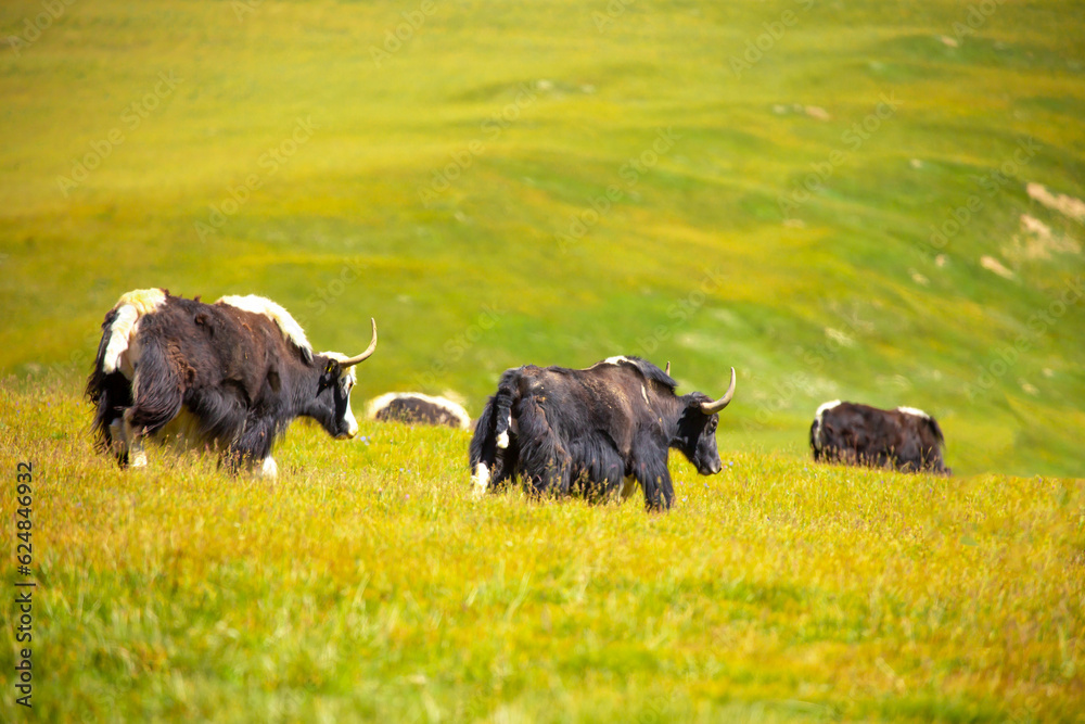 A herd of yaks graze in the mountains. Himalayan big yak in a beautiful ...