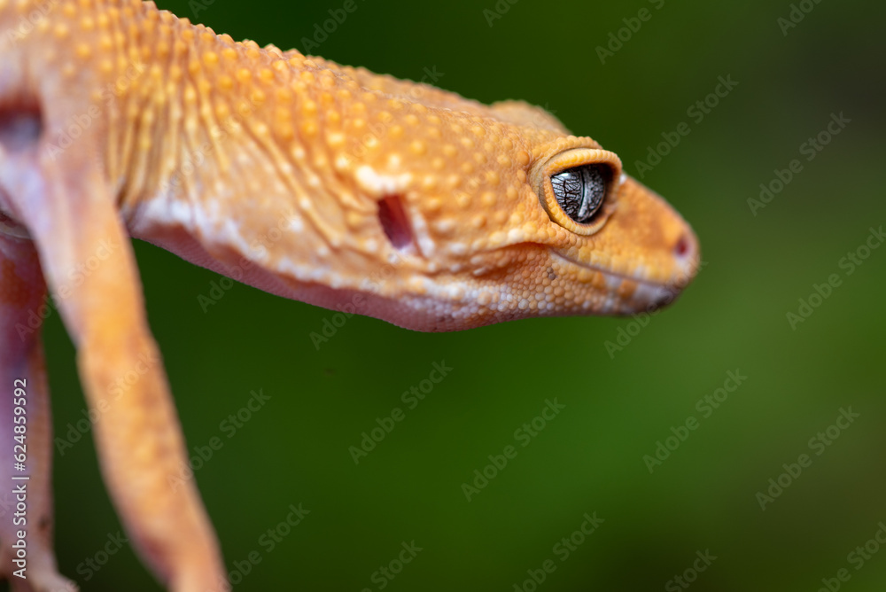 The leopard gecko or common leopard gecko, Eublepharis macularius is a ...