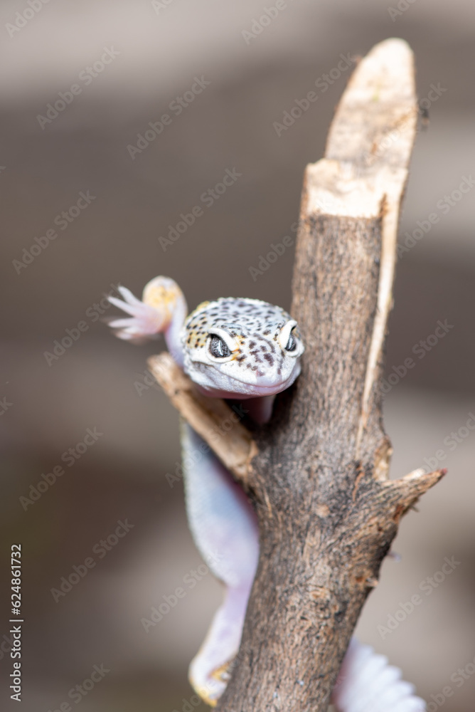 The leopard gecko or common leopard gecko, Eublepharis macularius is a ...