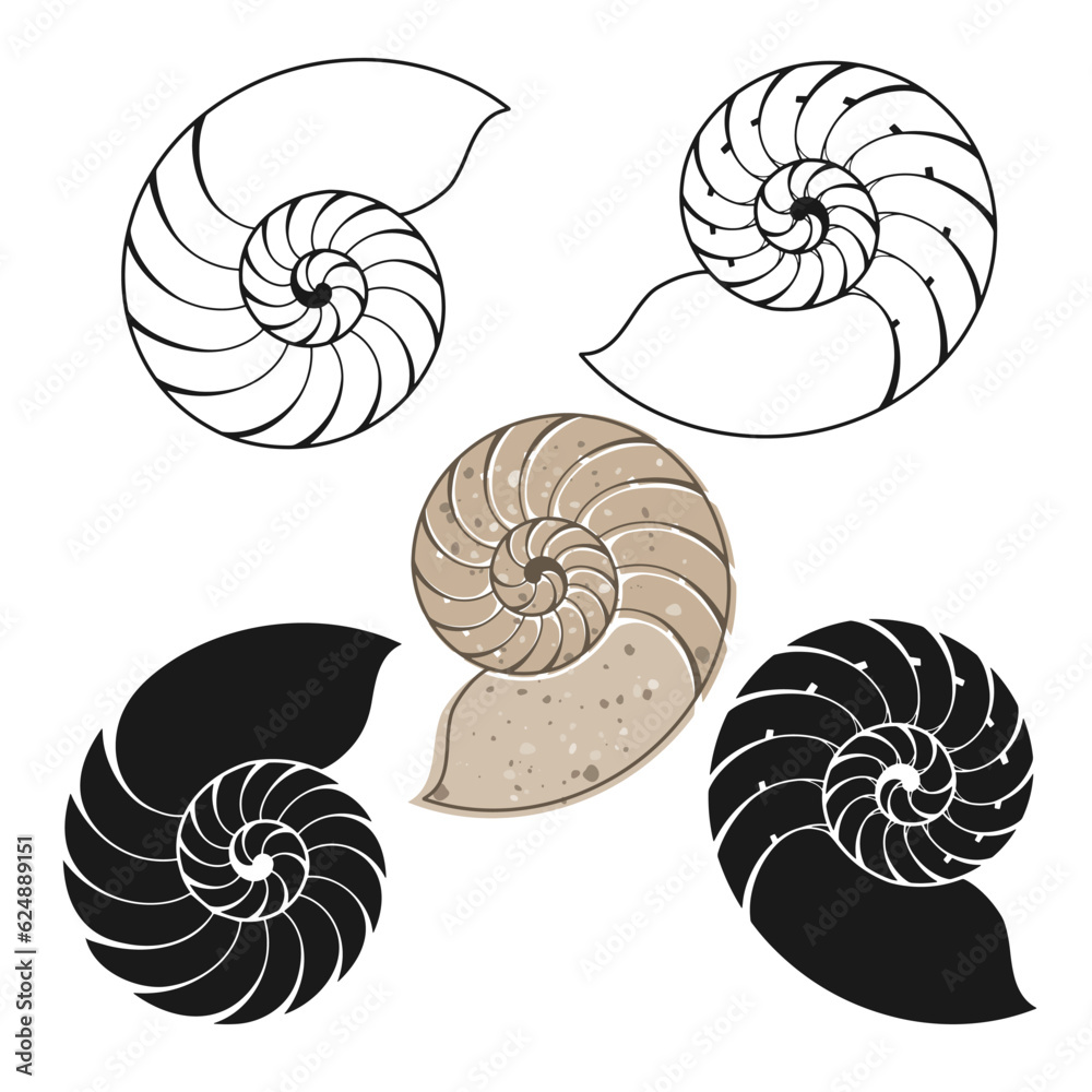 Shells. Hand drawn vector collection, 5 isolated elements on white ...