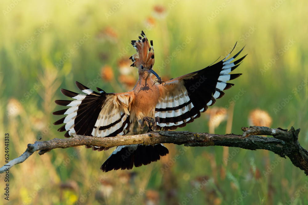 Eurasian Hoopoe (Upupa epops) feeding it's chicks captured in flight ...