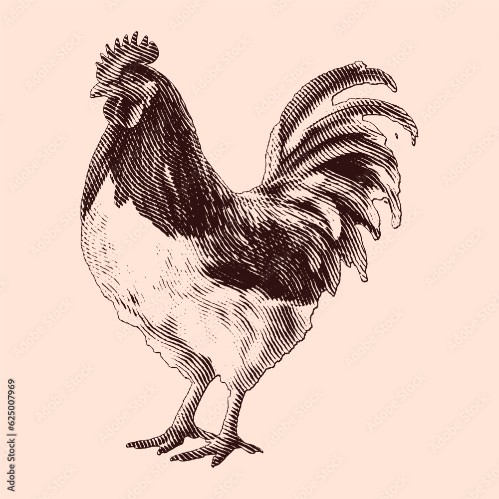 Chicken vintage engraving illustration. Vector hen what standing side ...