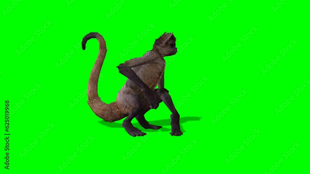 Monkey scraping his skin green screen animation. Monkey fight Chroma ...