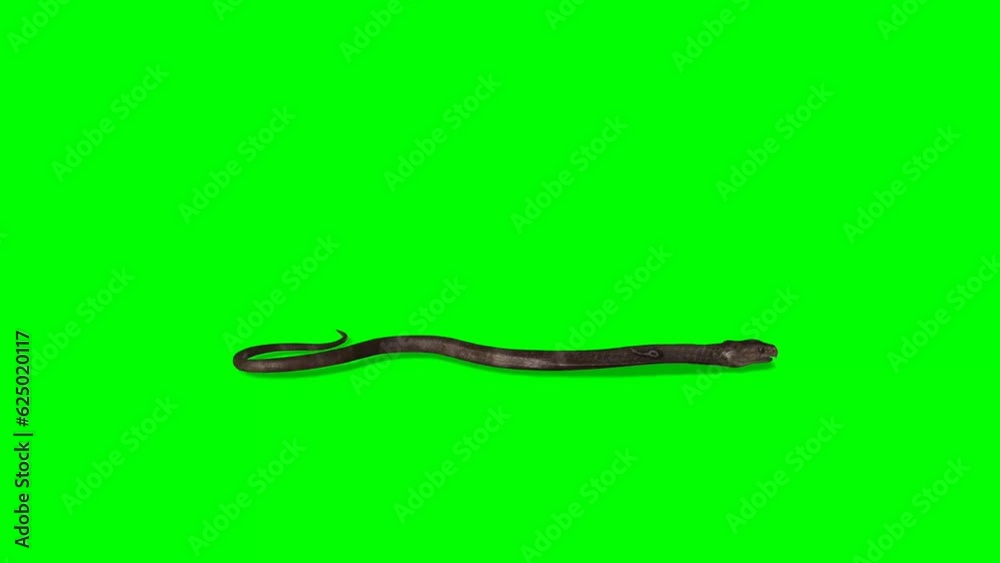 Snake crawling green screen animation. Snake dying green screen ...