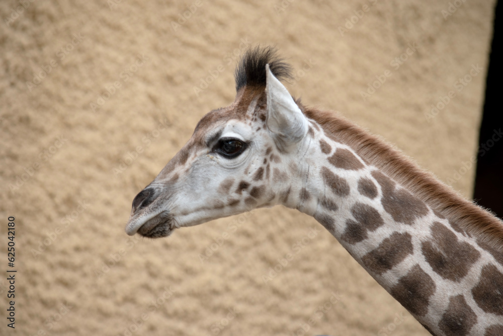 The giraffe is the tallest of all mammals. The legs and neck are ...