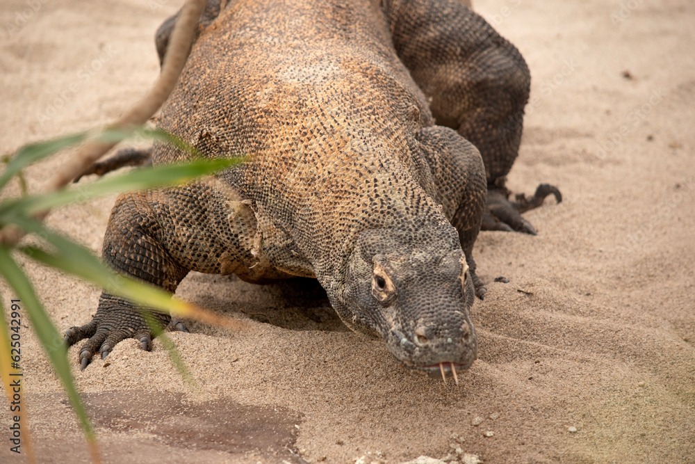 Komodo dragons are large lizards with long tails, strong and agile ...