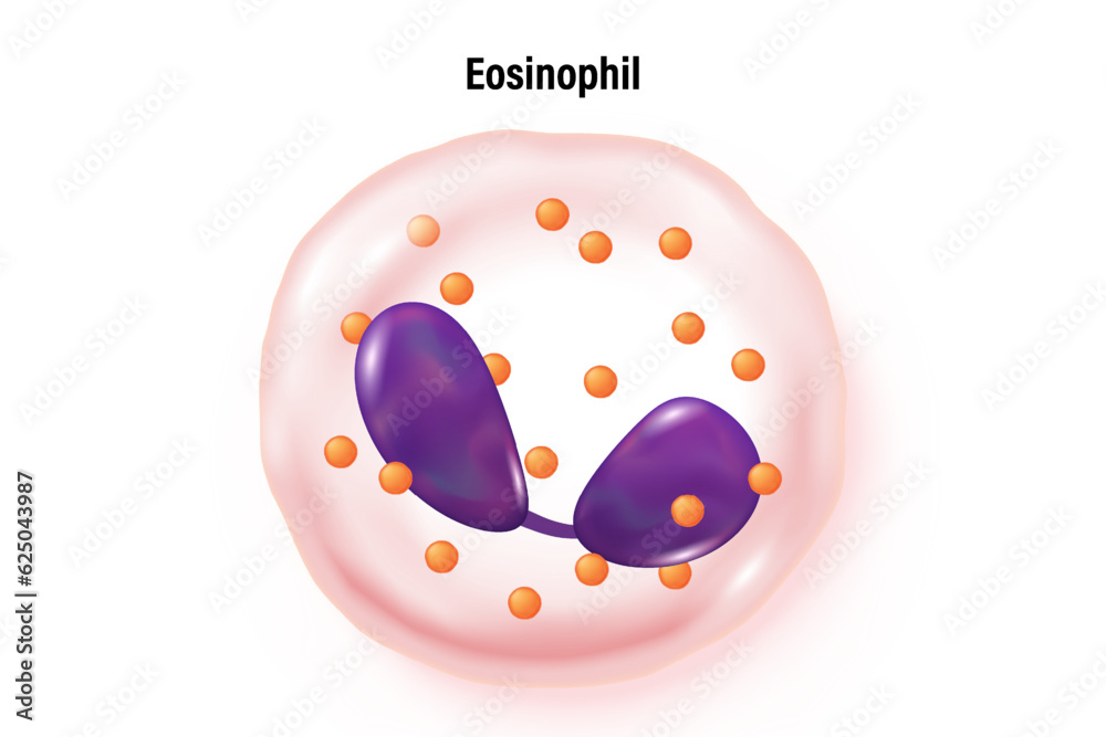 Eosinophil vector. Type of white blood cell. Blood cell types ...
