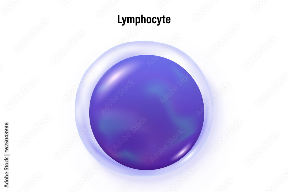 Lymphocyte vector. Type of white blood cell. Blood cell types ...