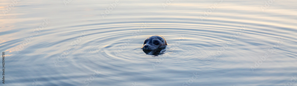 Seal pocking his head out of the water to look. Stock Photo | Adobe Stock