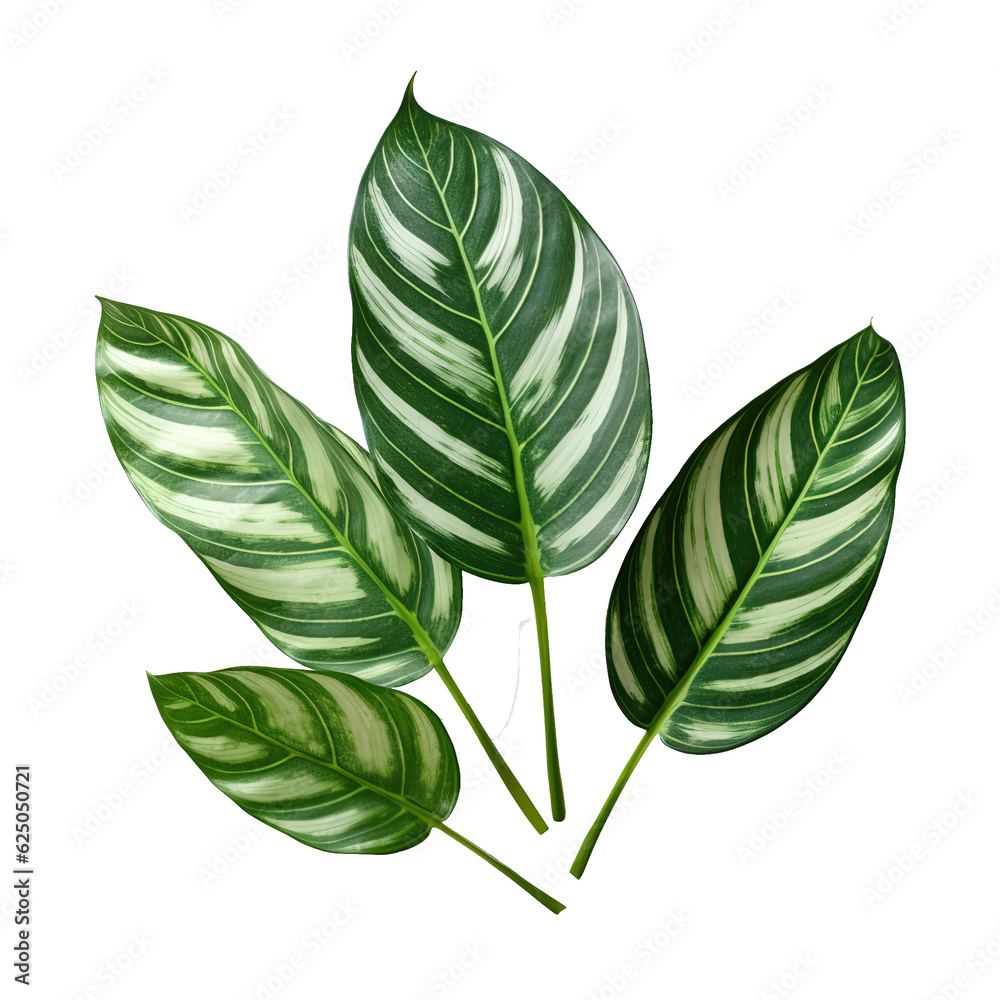 Variegated shell ginger leaves (Alpinia zerumbet 'Variegata), tropical ...