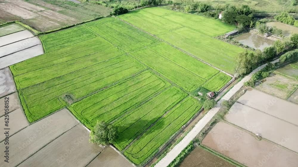 Aerial view of rice field in rural area of Chiang Rai province of ...