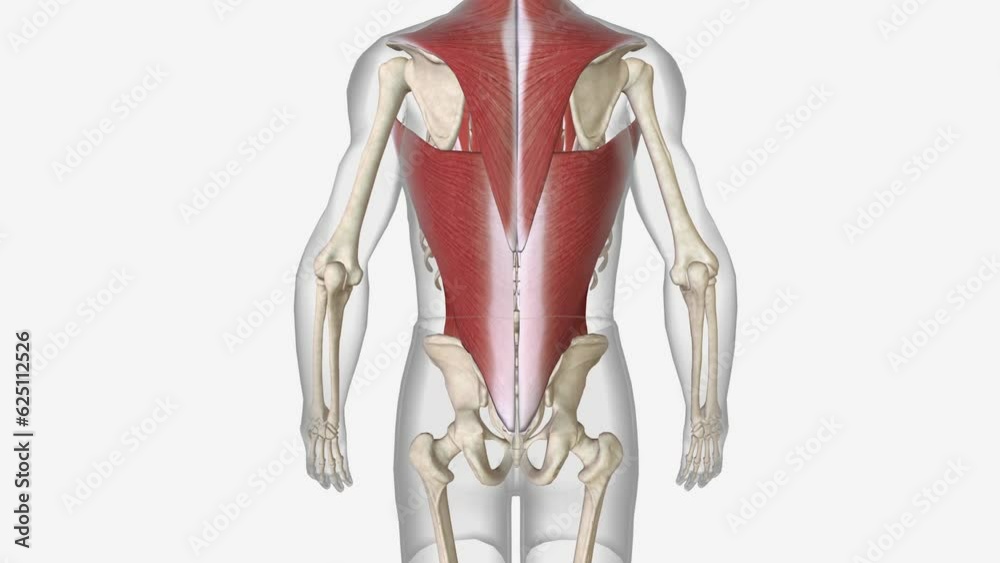 Back pain can happen when mechanical or structural problems develop in ...