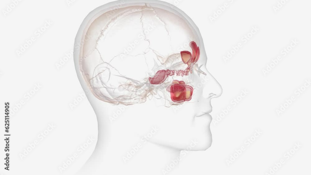 Sinusitis is an inflammation, or swelling, of the tissue lining your ...