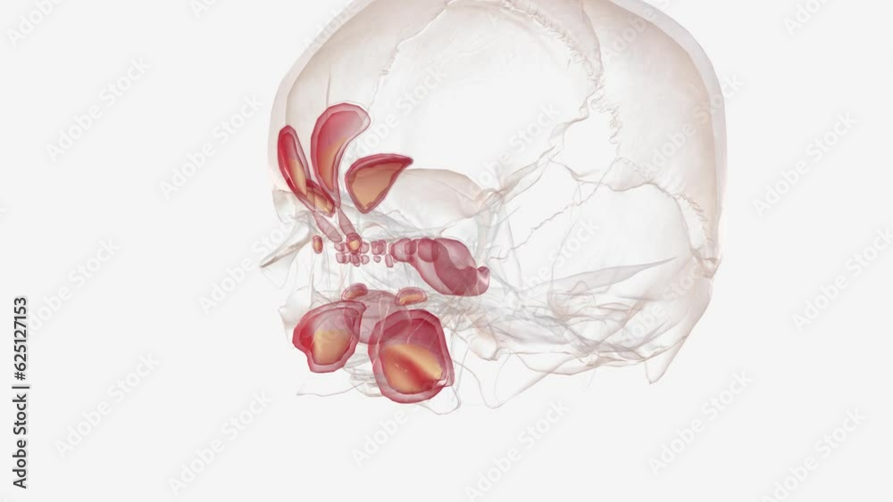 Sinusitis is an inflammation, or swelling, of the tissue lining your ...