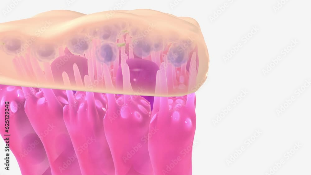Damaged cilia can't do their job of sweeping dirt and mucus out of your ...