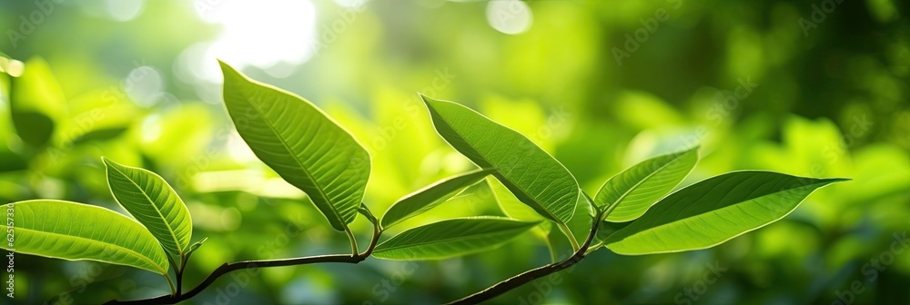 Green leaves, Natural green leaves plants using as spring background ...