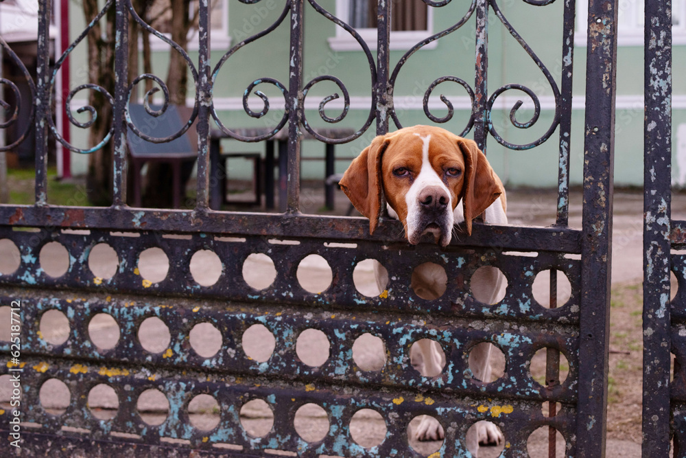 A red and white spotted dog with long ears behind a fence of metal rods ...