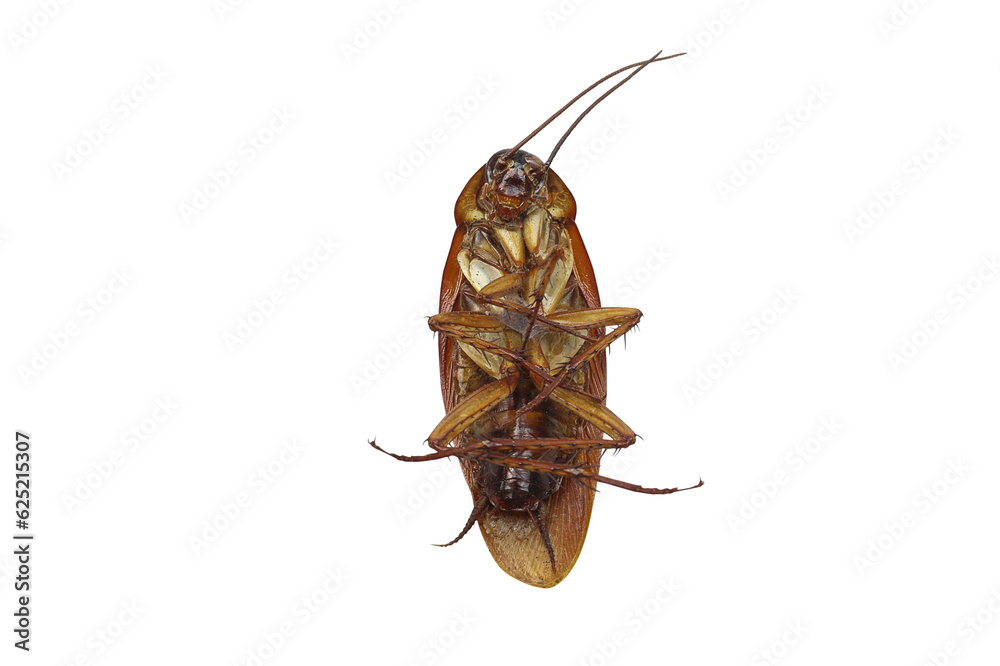 Cockroaches of dead with insecticides isolated on transparent ...