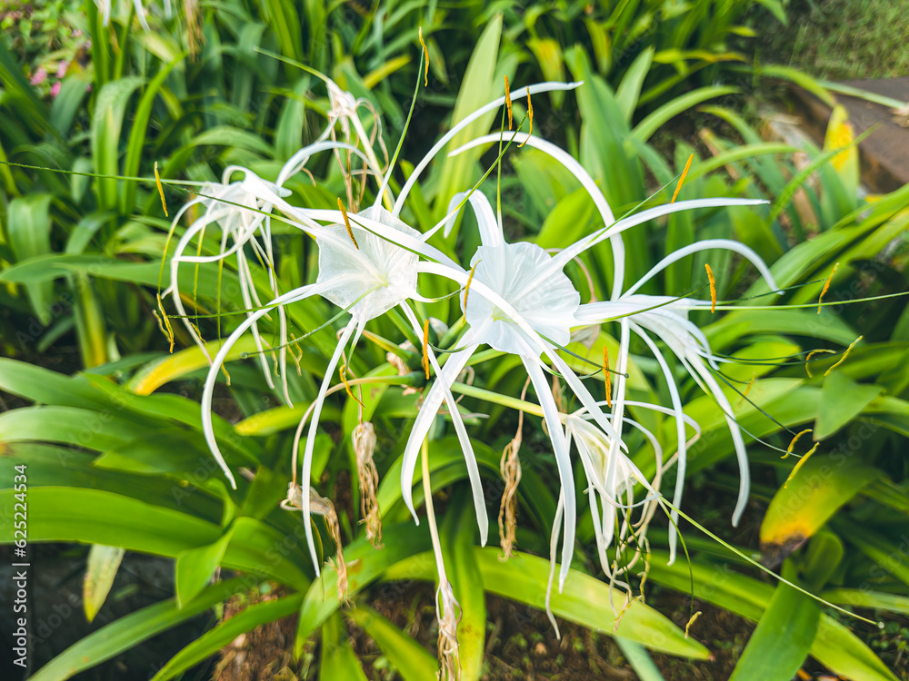 Hymenocallis flower normally white, with pronounced staminal cup and ...