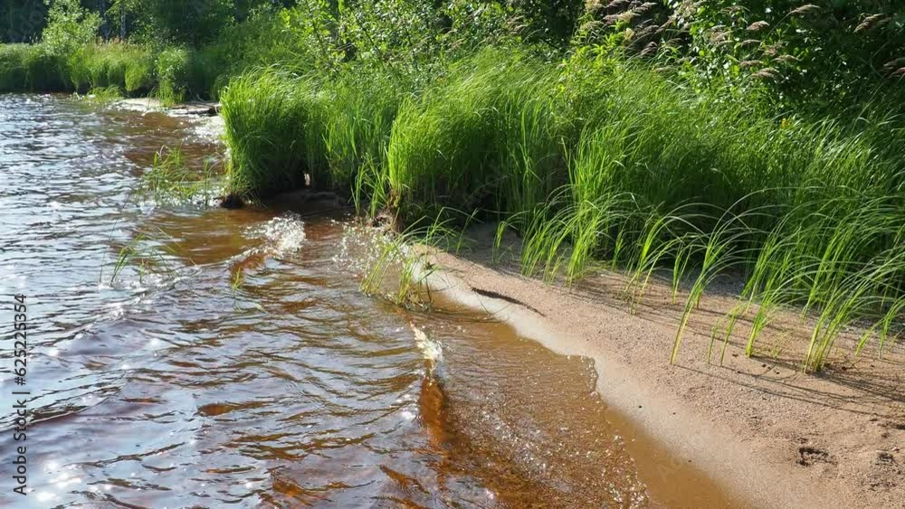 Coarse sandy beach shore of Lake Lososinnoye, Karelia. Taiga ecosystem ...
