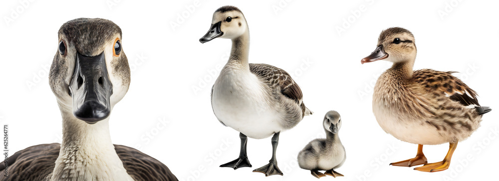 A set of ducks and a little duckling. Duck full face close up. Duck and ...