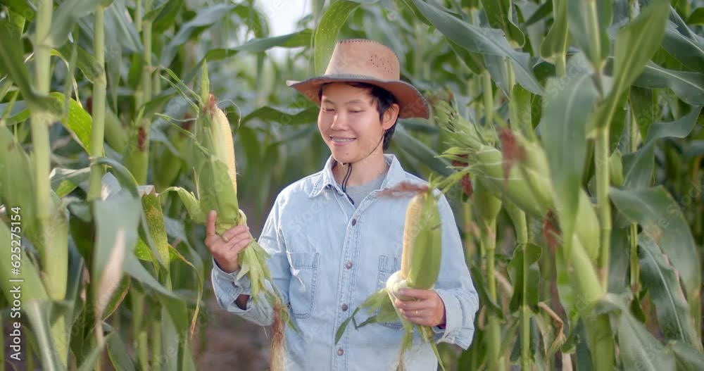 Thai agriculture shows corn.Thai agriculture woman holds peeled corns ...