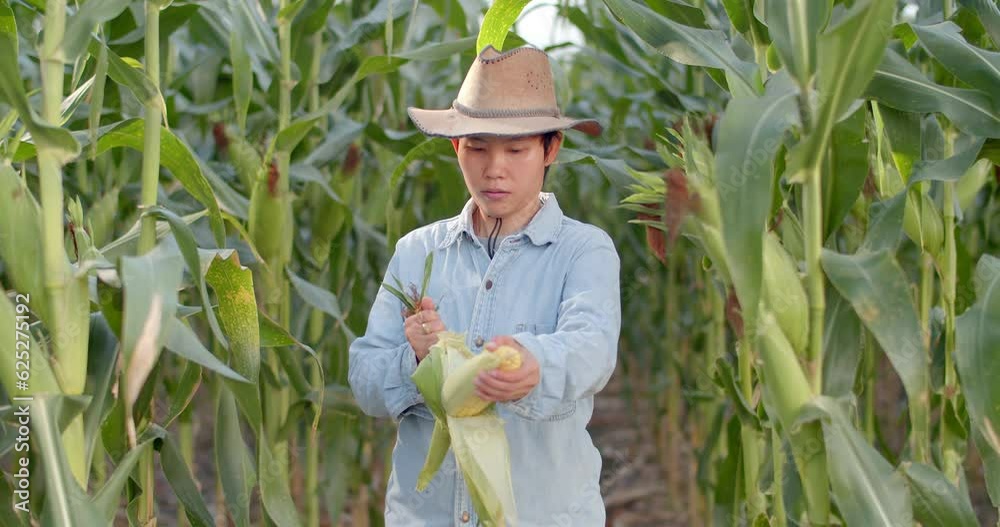 Thai agriculture shows corn peeling.Thai agriculture woman holds peeled ...