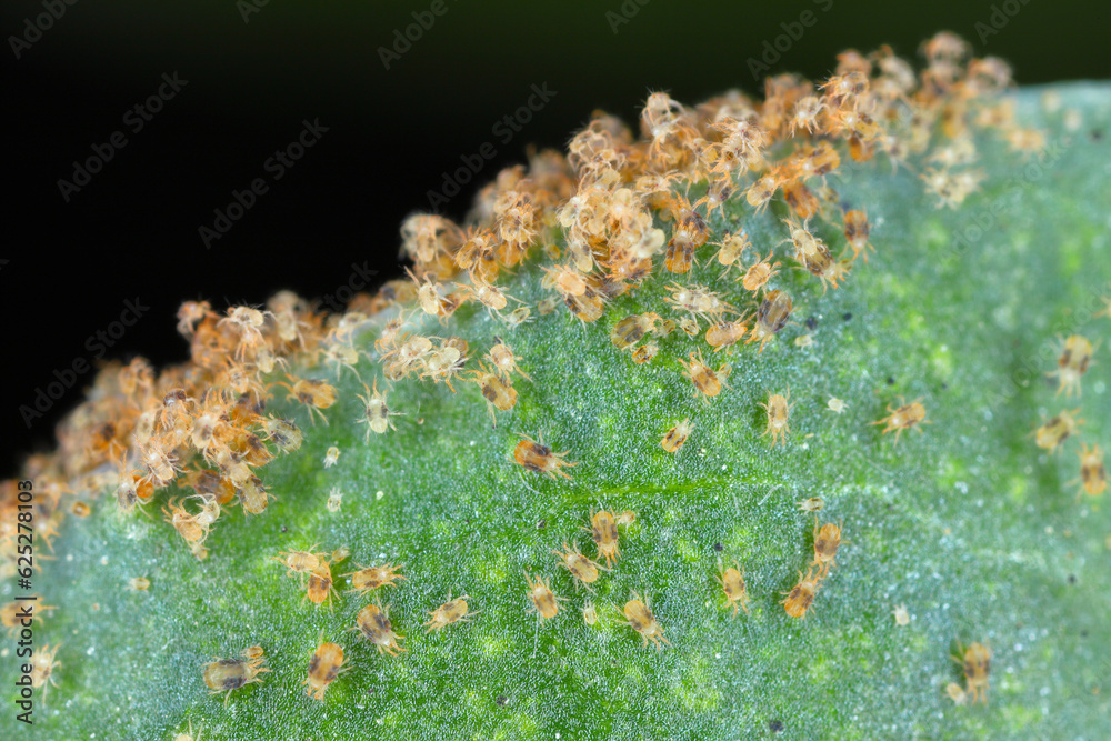 Tetranychus urticae (red spider mite or two-spotted spider mite) is a ...