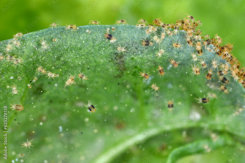 Tetranychus urticae (red spider mite or two-spotted spider mite) is a ...