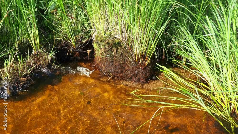 Windy shore of Lake Lososinnoye. Taiga ecosystem. Reed sedge grow on ...