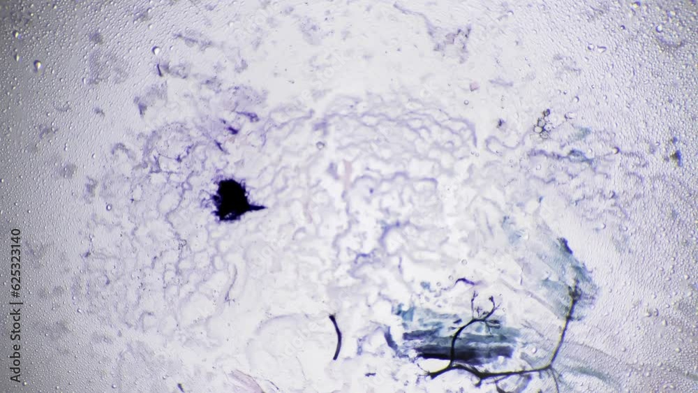 Motor nerve endings whole mount in scientific sample filmed under ...