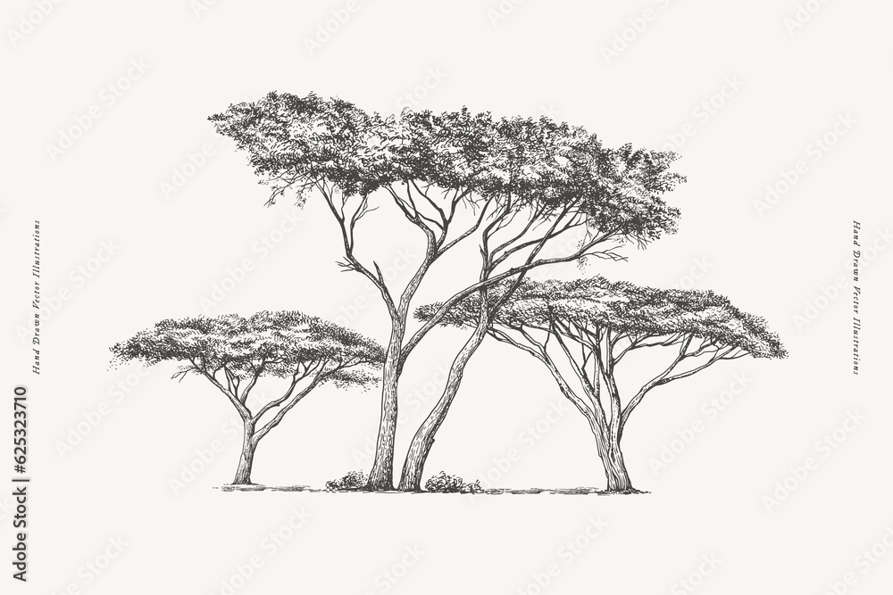 Three graceful acacia trees in engraving style. Hand drawn African ...