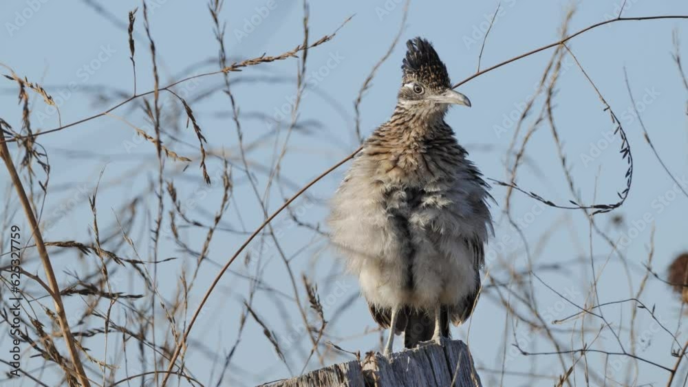 The greater roadrunner (Geococcyx californianus) - bird from the cuckoo ...