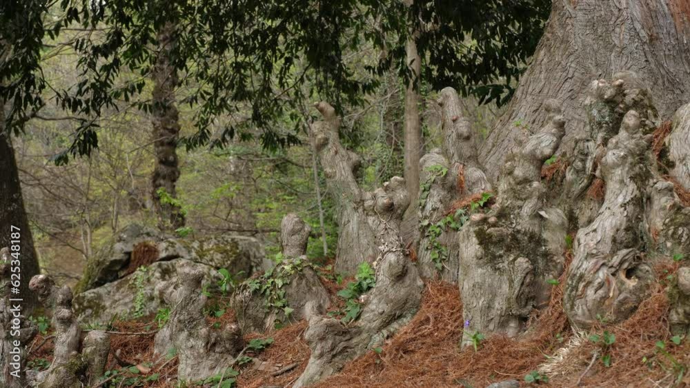 roots. tree roots. root system. Bare tree roots, mysteriously shaped ...