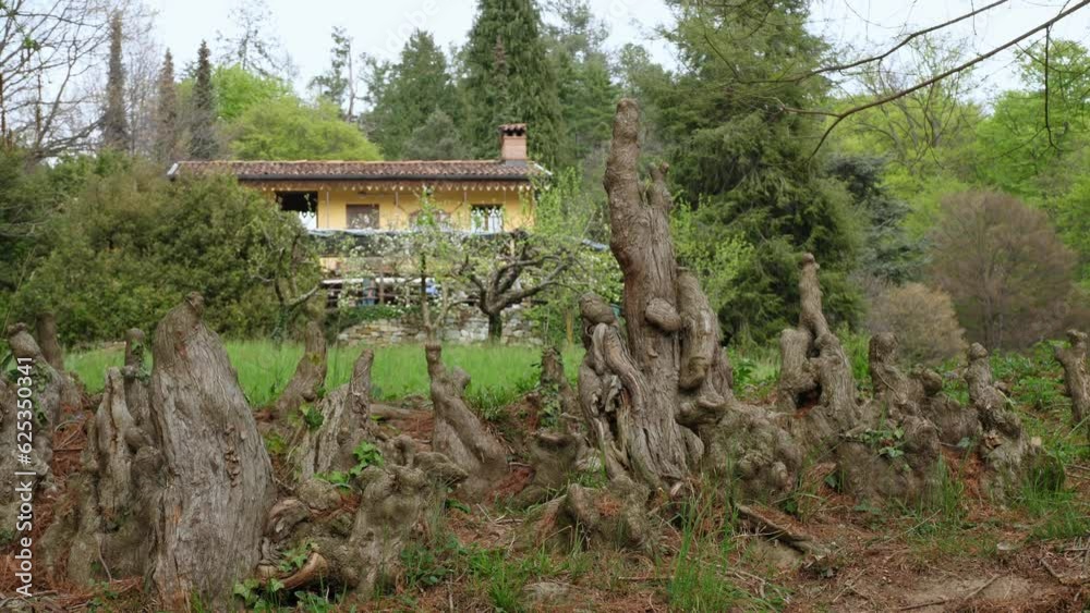 roots. tree roots. root system. Bare tree roots, mysteriously shaped ...