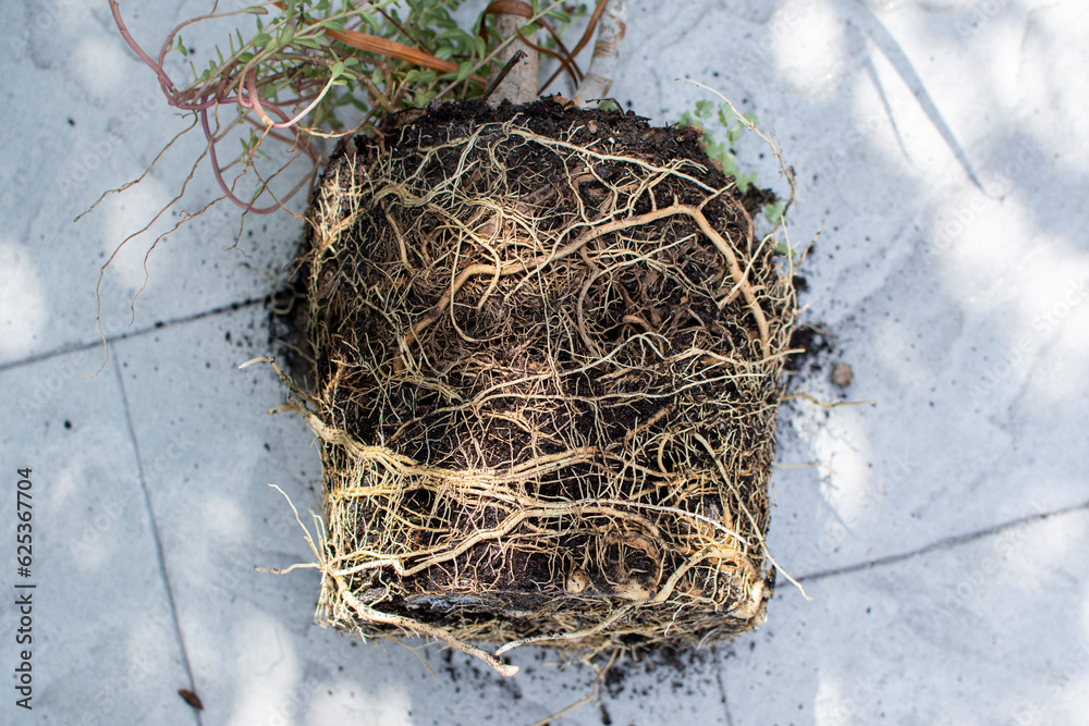 Foto de Repotting dracaena with root bounding. Root bound house plant ...